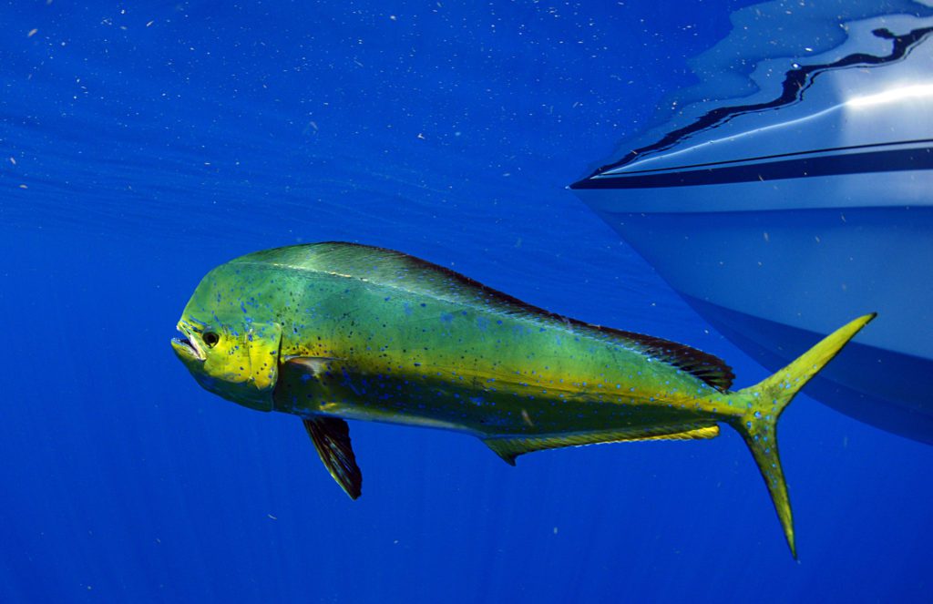 Mastering the Waters: A Step-by-Step Guide on How to Catch Mahi Mahi in ...
