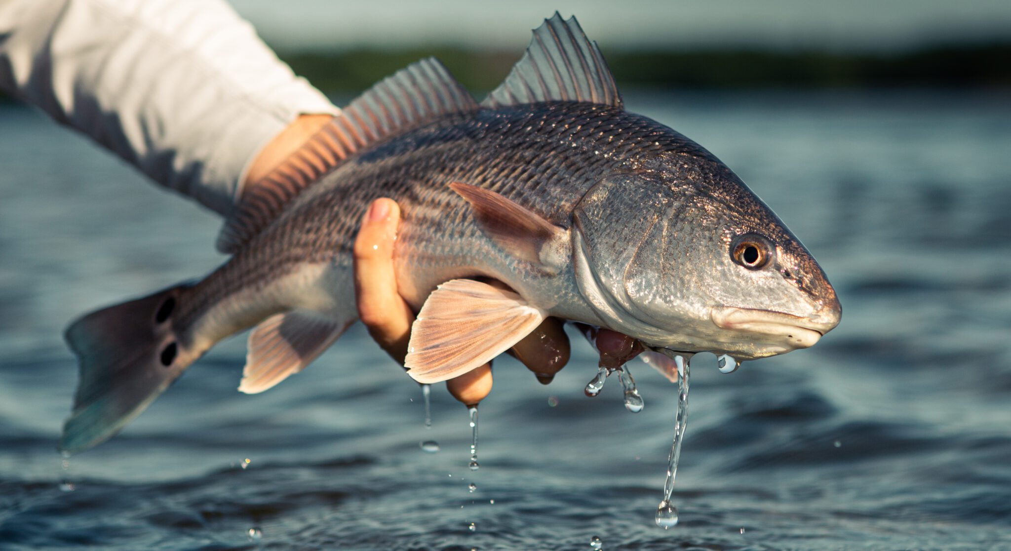 Master Redfish Fishing Florida: Insider Tips for Year-Round Catches ...